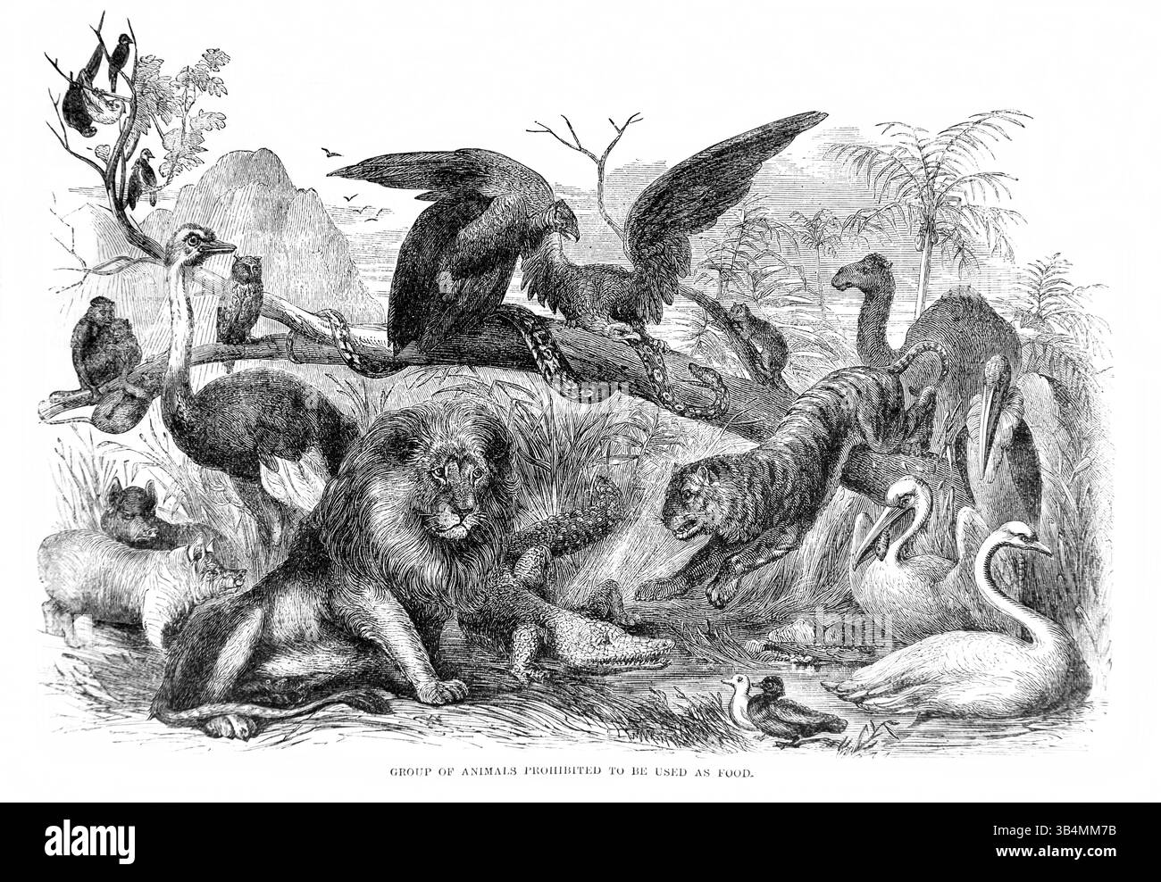 Eaten by tigers hi-res stock photography and images - Alamy