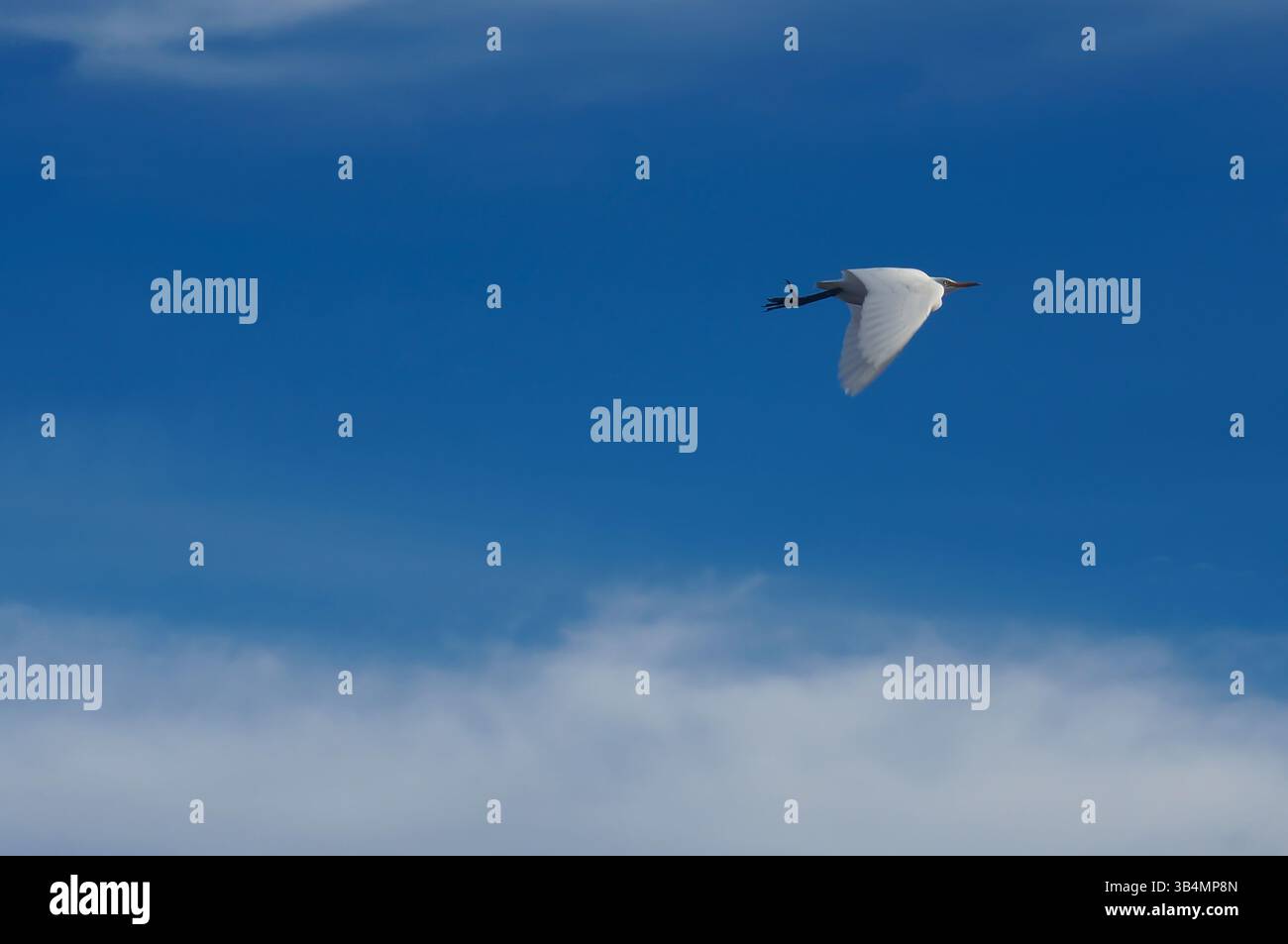 Birds fly over atlantic hi-res stock photography and images - Alamy