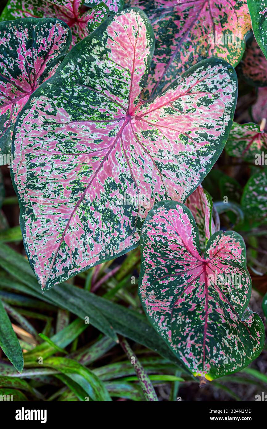 Heart of Jesus (Caladium bicolor Cv. Pink Beauty), Araceae. Perennial ...