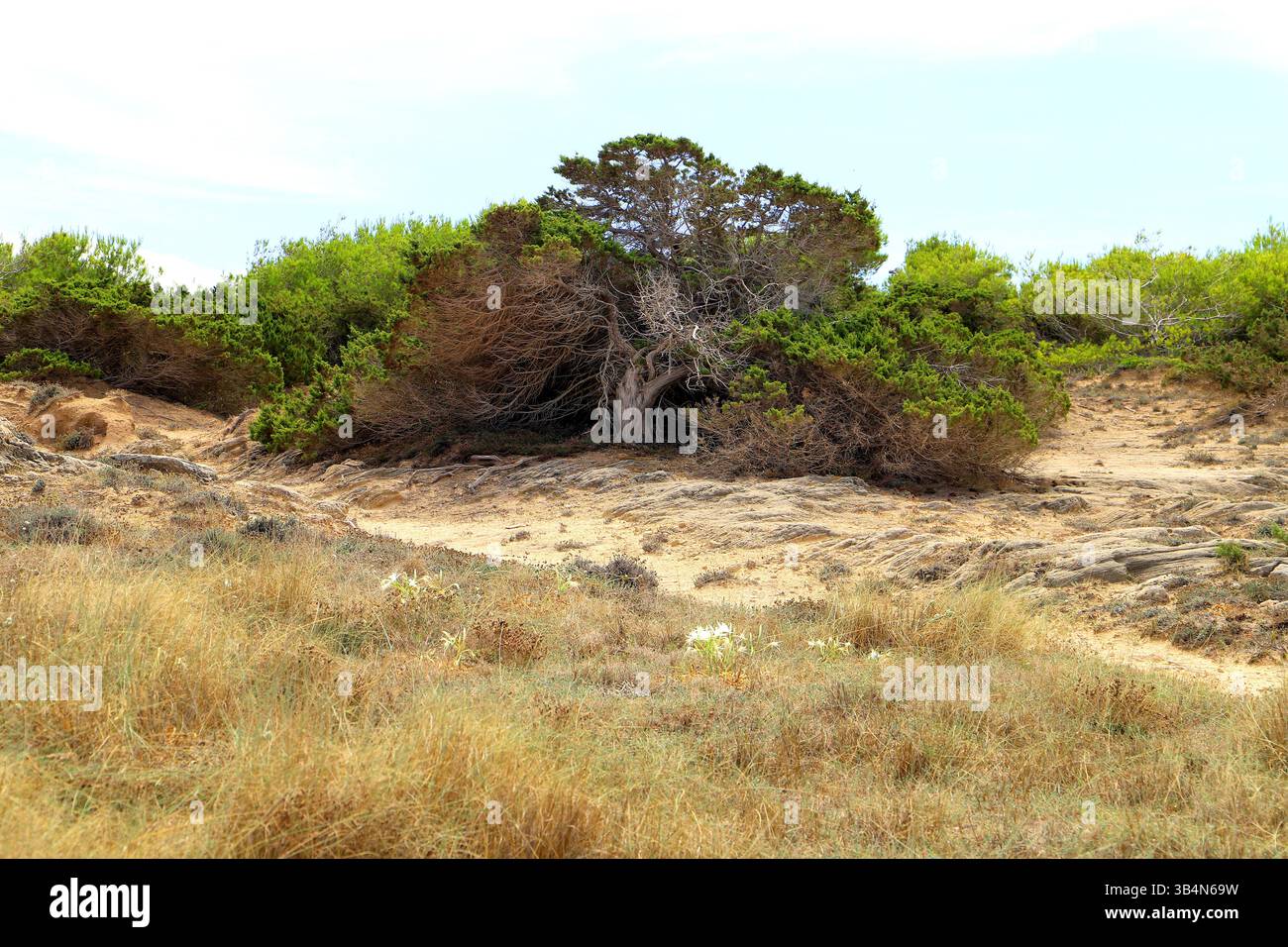 Pine tree on the coast of the island of Mallorca, Spain Stock Photo - Alamy