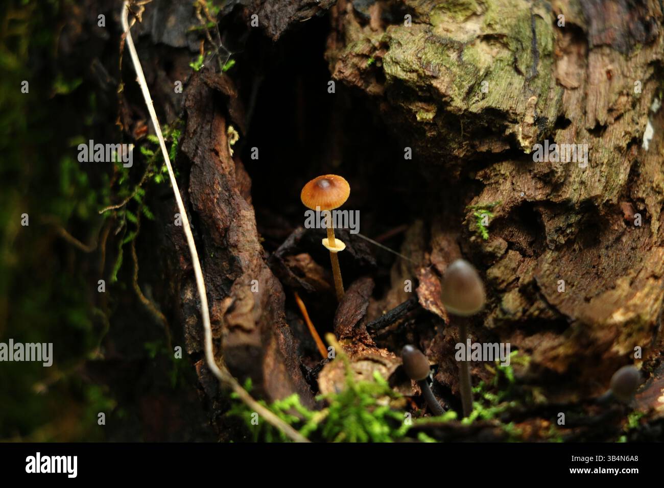 A tiny orange mushroom growing from the entrance of a hollow log.Taken ...
