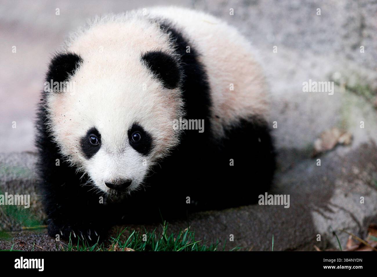 Jan. 06, 2010 - Hollywood, California, USA - The San Diego Zoo's giant ...