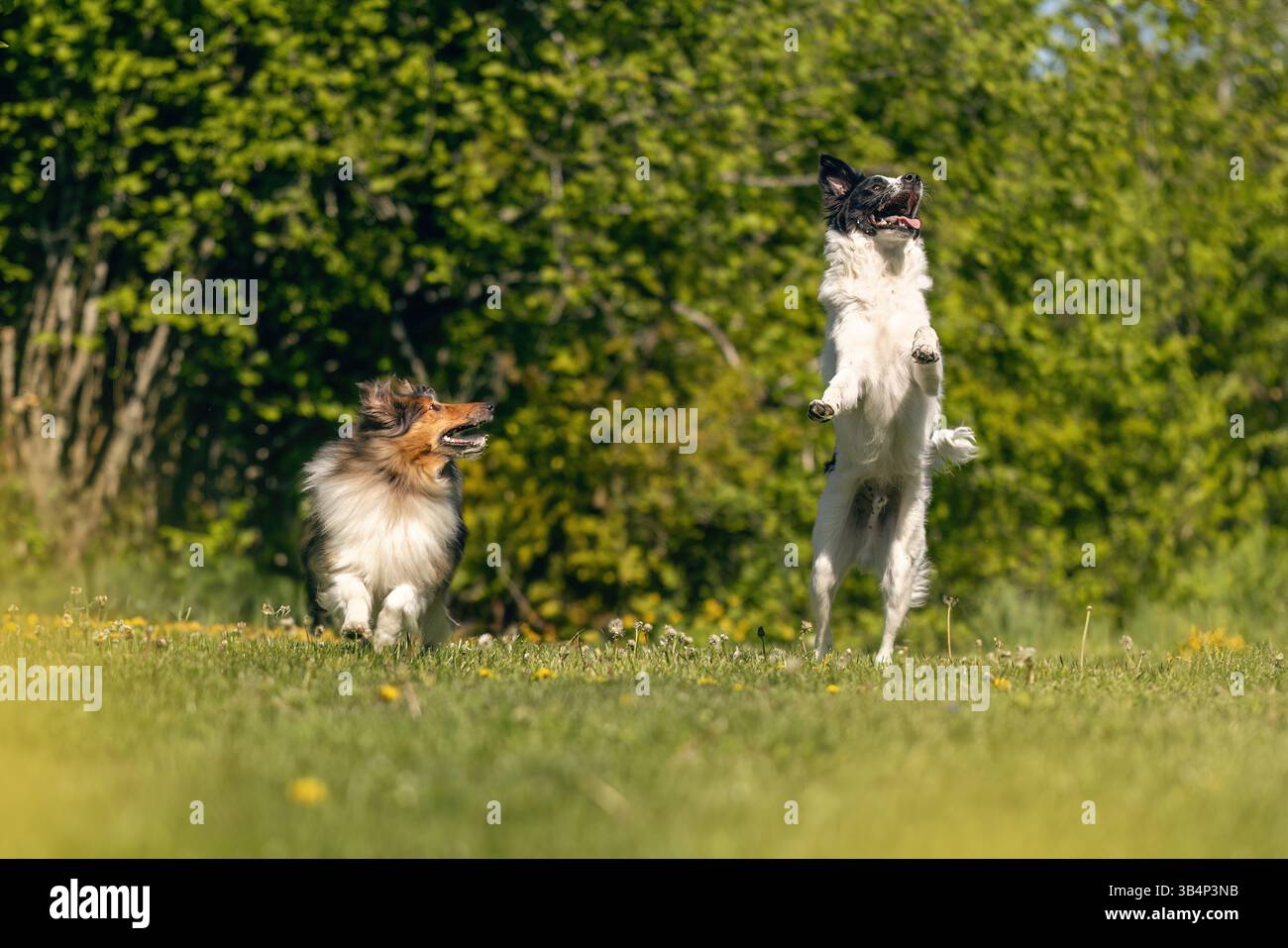 Cute dogs having fun in a garden in spring outdoors Stock Photo - Alamy