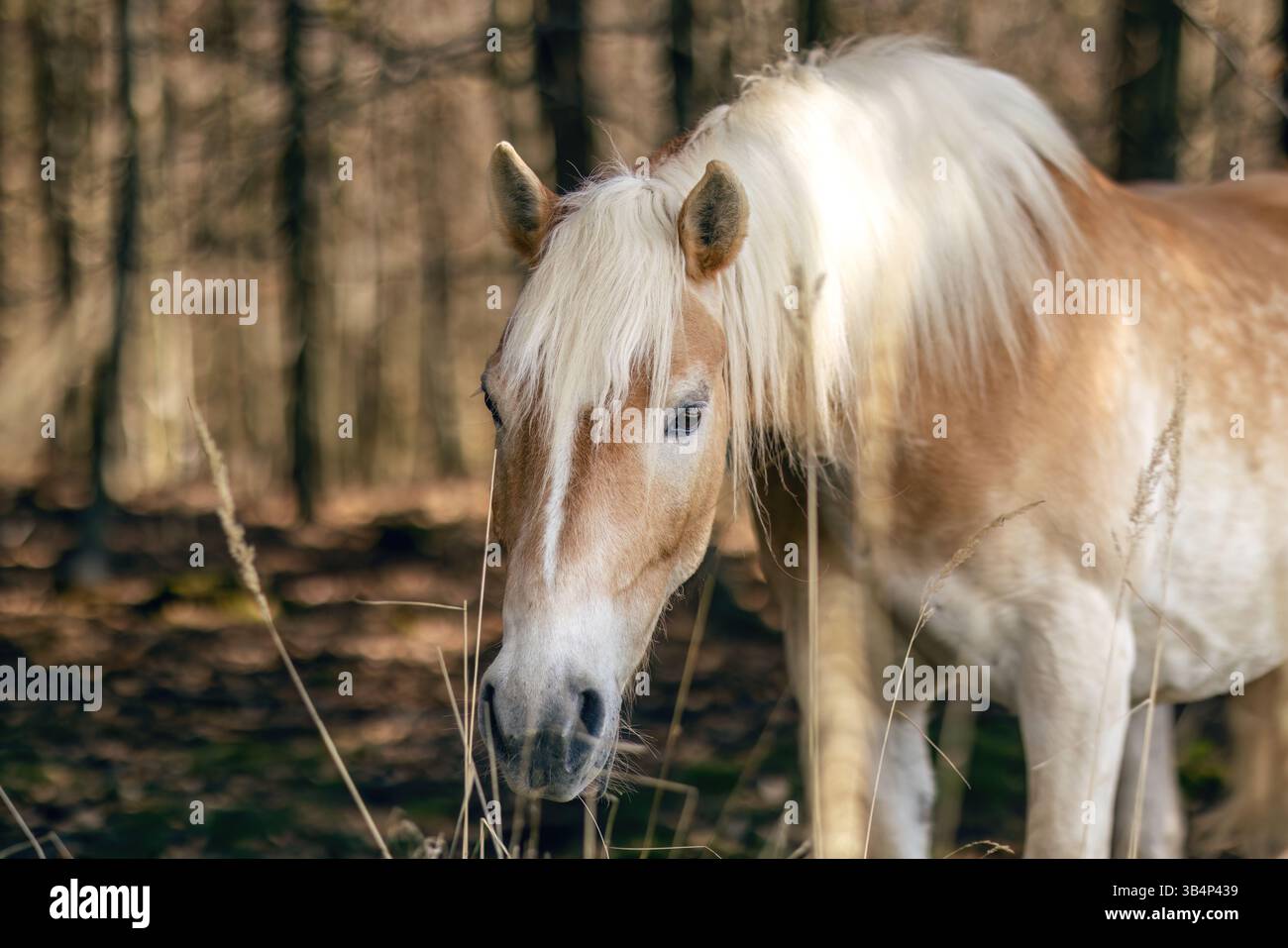 Portrait of a haflinger gelding in a forest in early spring outdoors ...