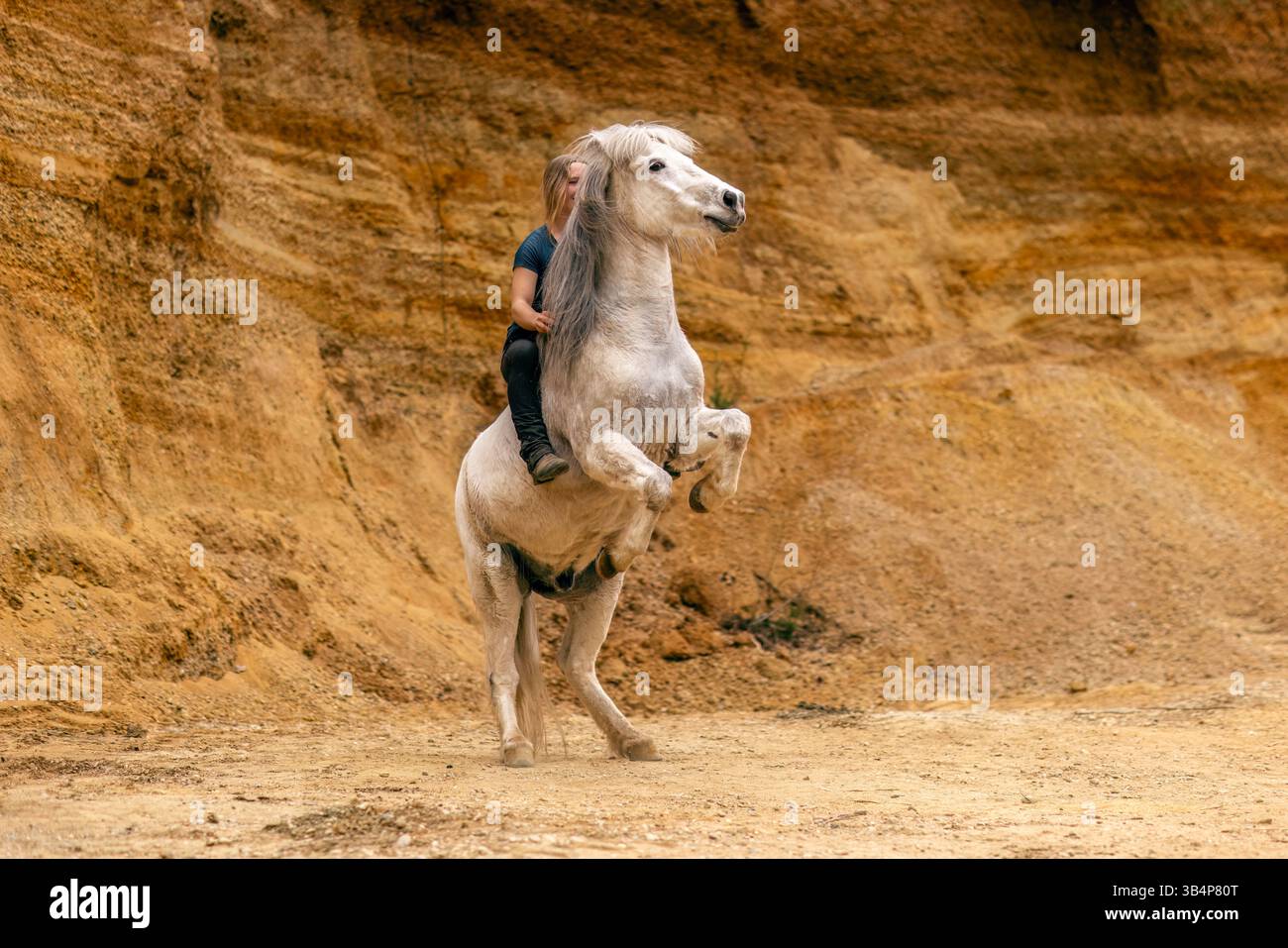 A young woman and her white icelandic horse gelding interacting in a ...