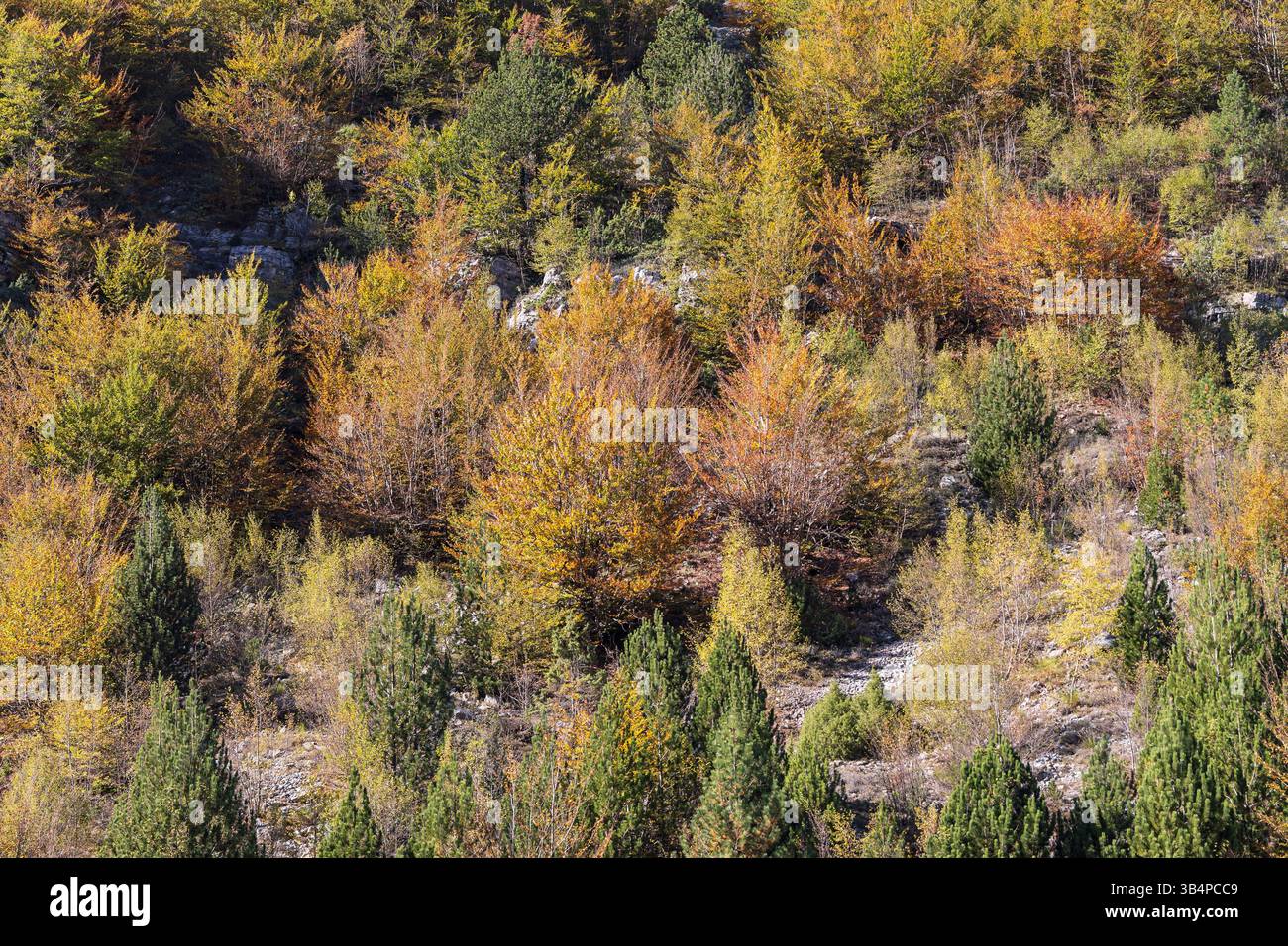 Theth, Shkoder, Albania. Forest in the Albanian Alps in Theth National ...