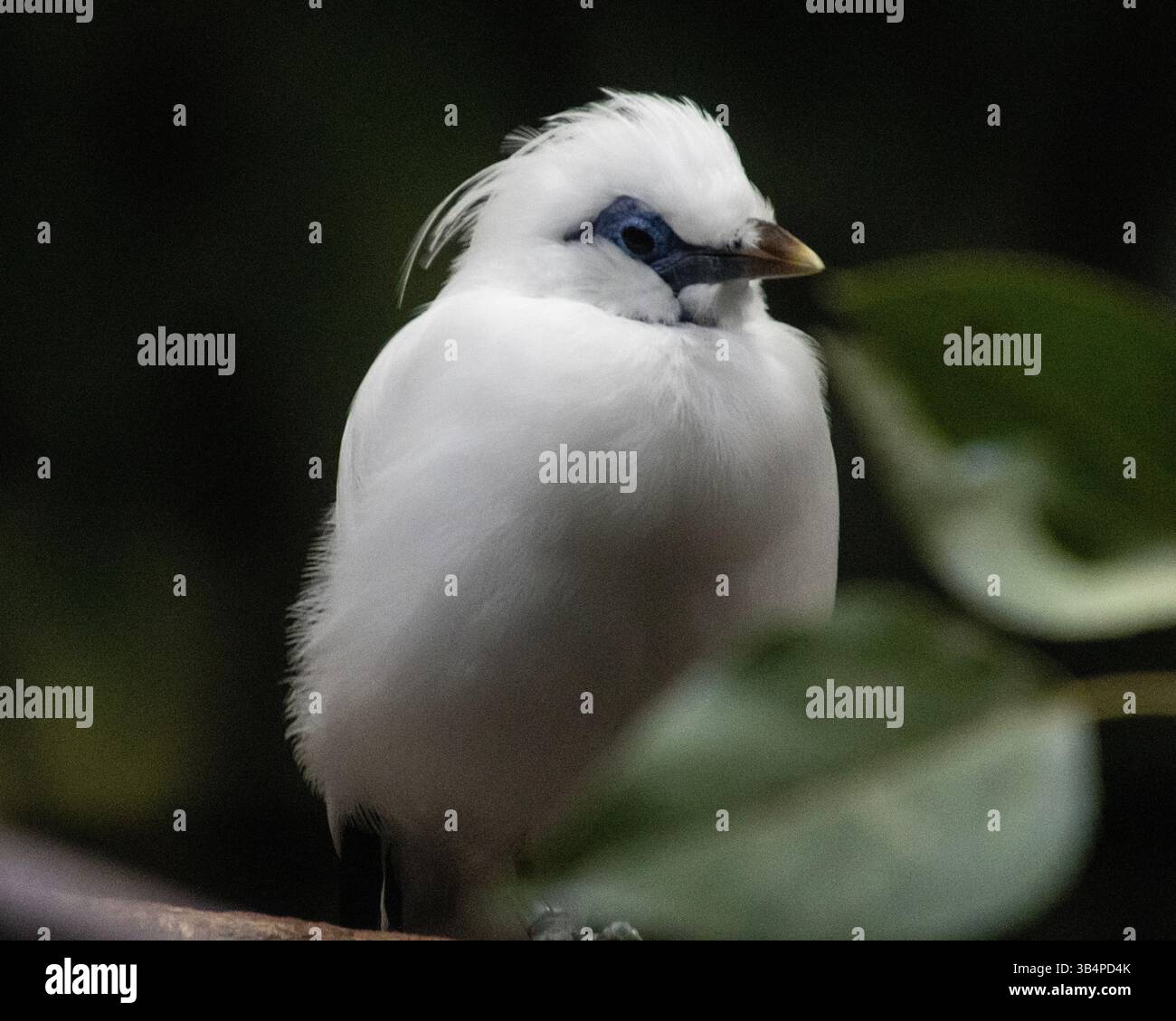 Distinctive feathered crest hi-res stock photography and images - Alamy