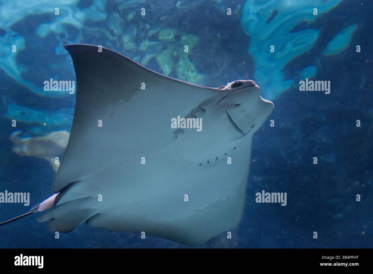 Stingray facts hi-res stock photography and images - Alamy