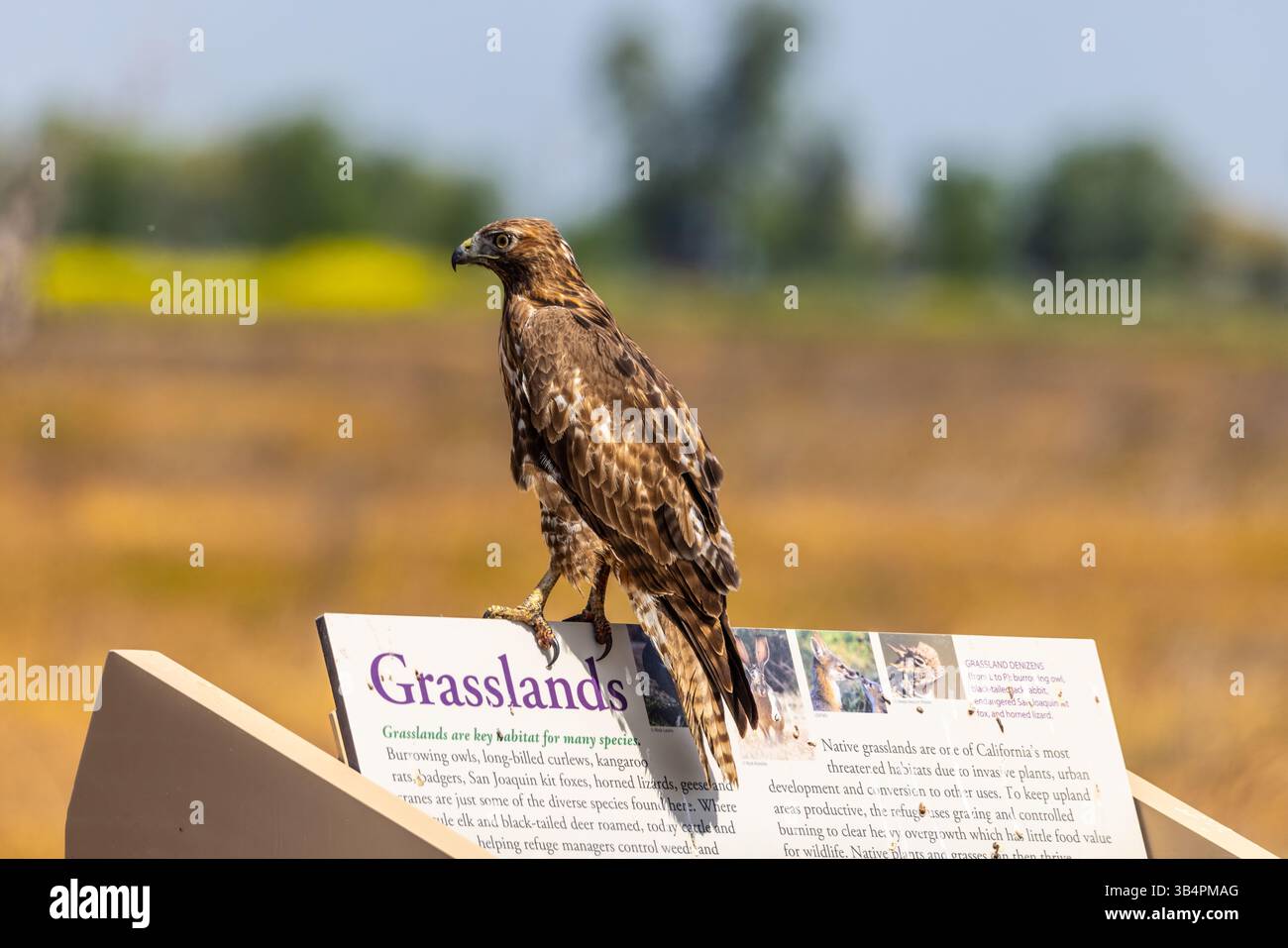 The new tour guide at the Merced National Wildlife refuge in the ...