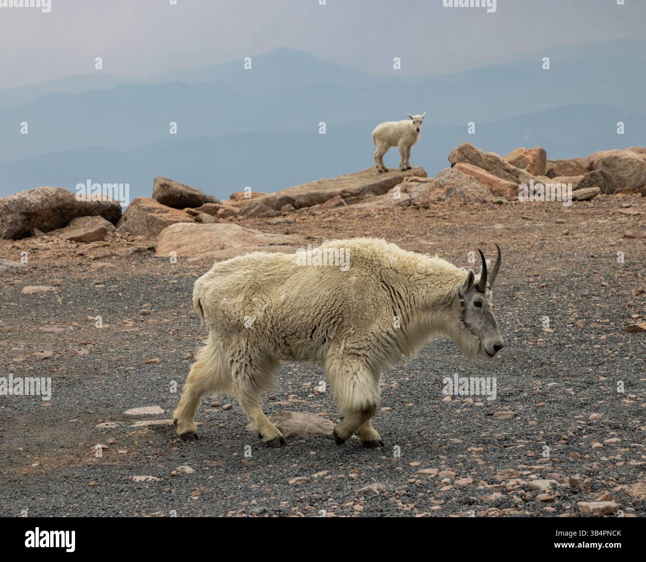 Baby point goats hi-res stock photography and images - Alamy