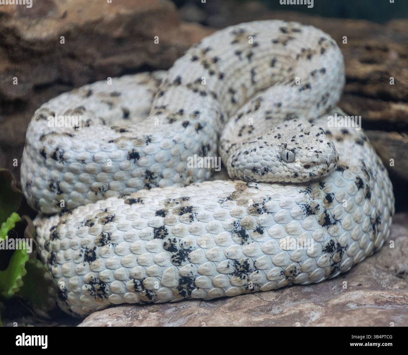 A rare desert snake with a distinctive white and black pattern is ...