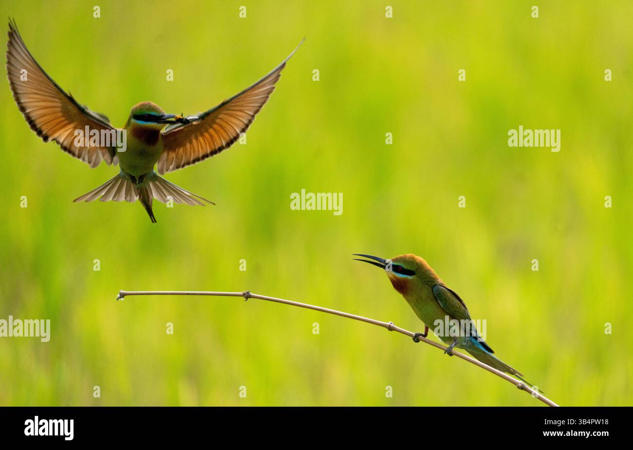 Colorful bee-eater hunts prey Stock Photo - Alamy