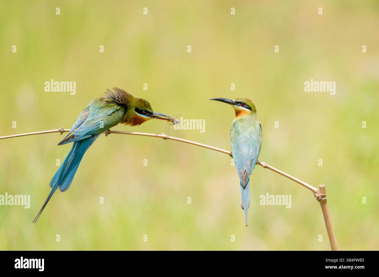 Colorful bee-eater hunts prey Stock Photo - Alamy