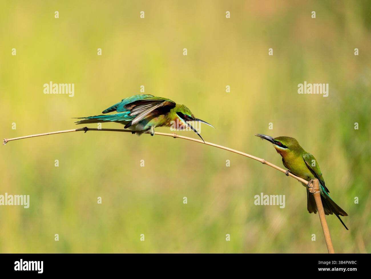 Colorful bee-eater hunts prey Stock Photo - Alamy