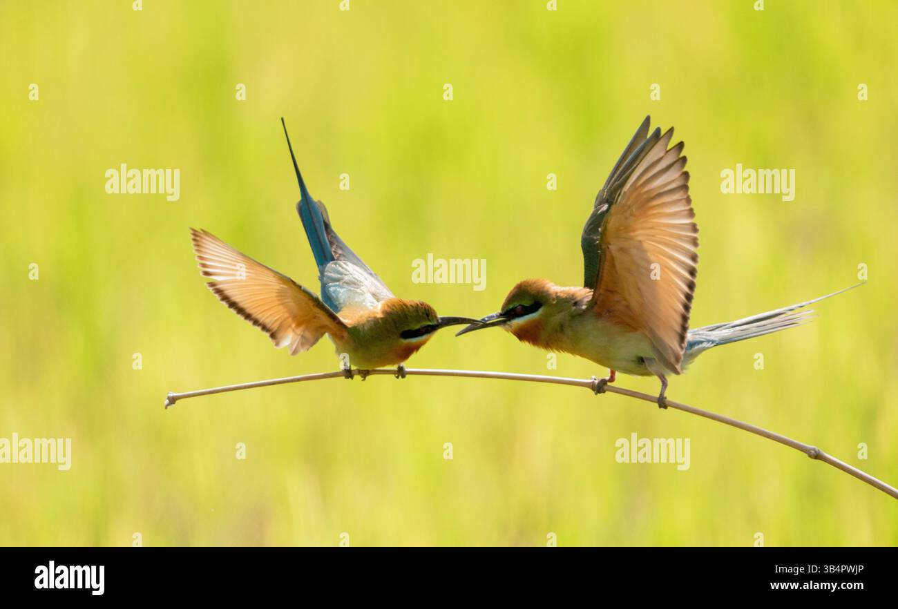 Colorful bee-eater hunts prey Stock Photo - Alamy