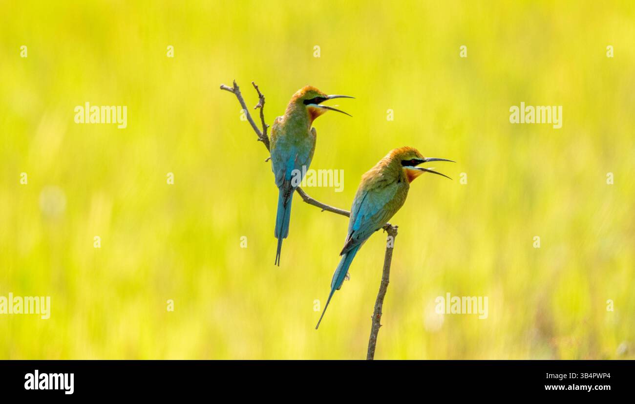 Colorful bee-eater hunts prey Stock Photo - Alamy