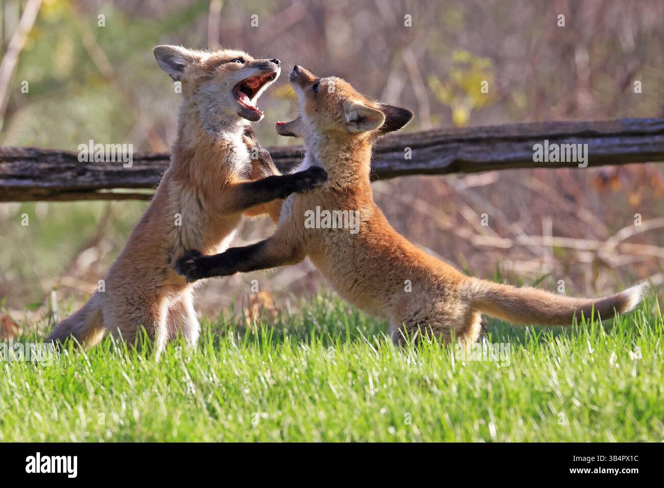 Playing fox cubs hi-res stock photography and images - Alamy