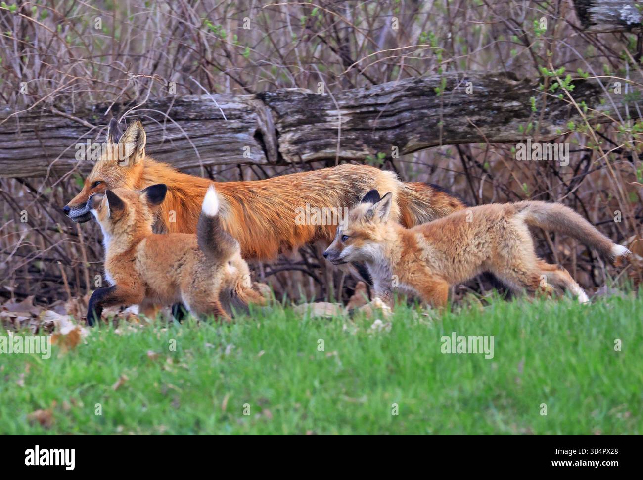 The mother fox running with her babies on the grass, Canada Stock Photo ...