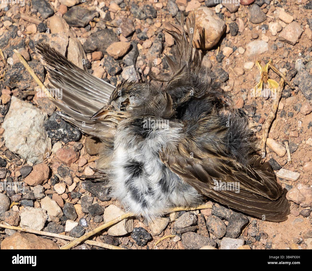 A small bird's dead body. Its feathers blend with the natural ...