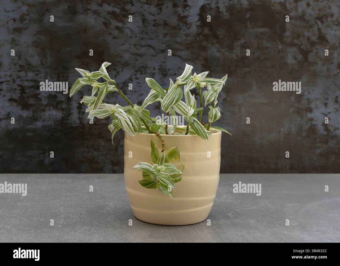 Tradescantia zebrina spiderwort variegated hi-res stock photography and ...