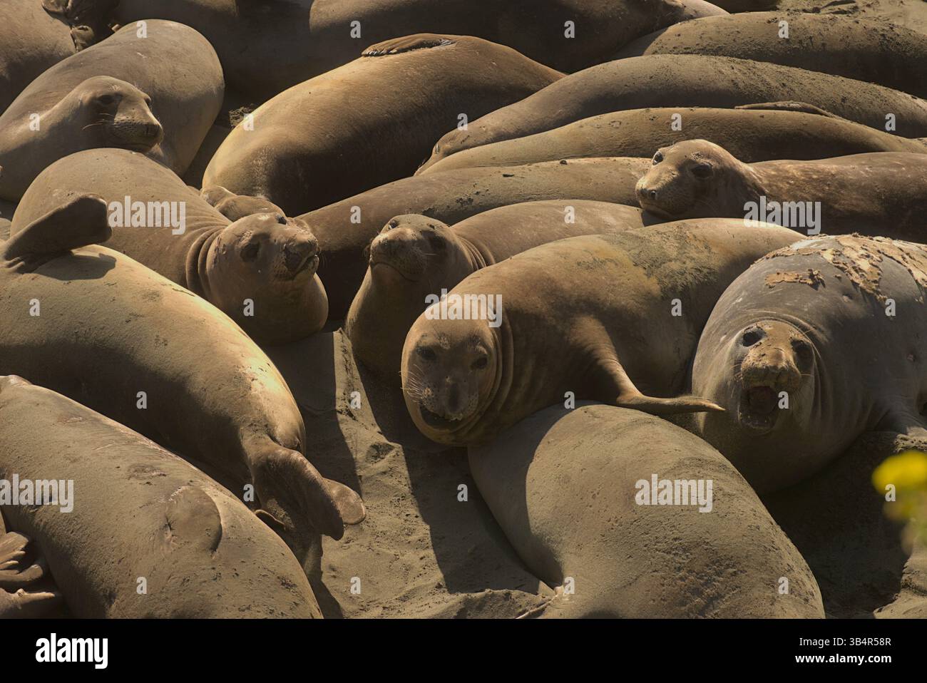 Massive bed of elephant seals sleeping on beach at seal in elephant ...