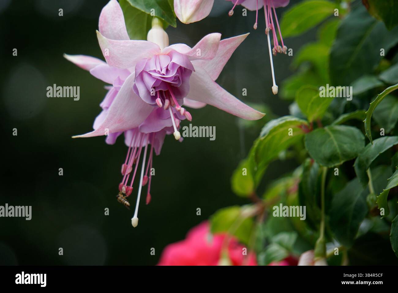 Tilgate nature centre hi-res stock photography and images - Alamy