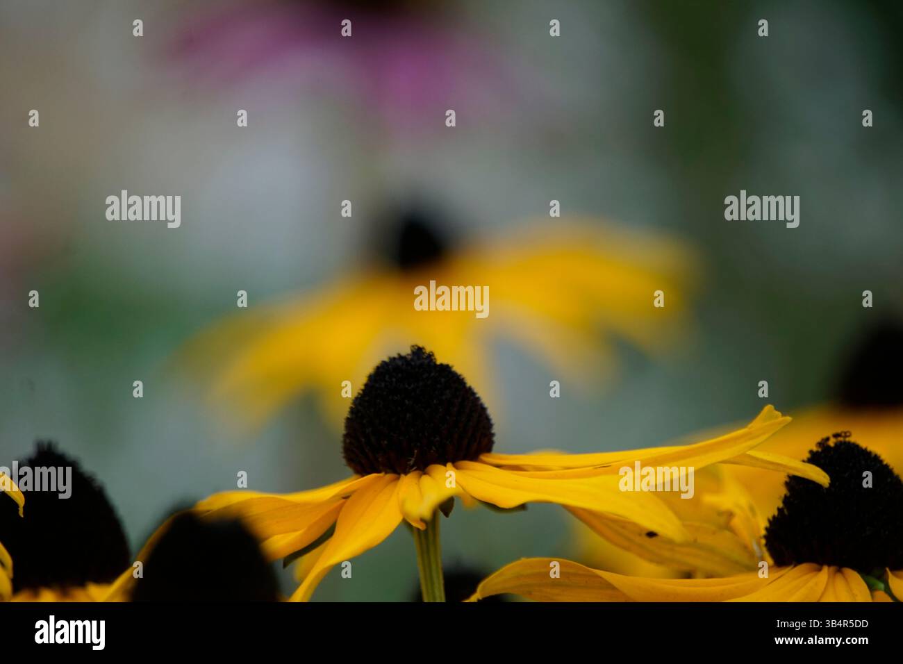 Tilgate nature centre hi-res stock photography and images - Alamy