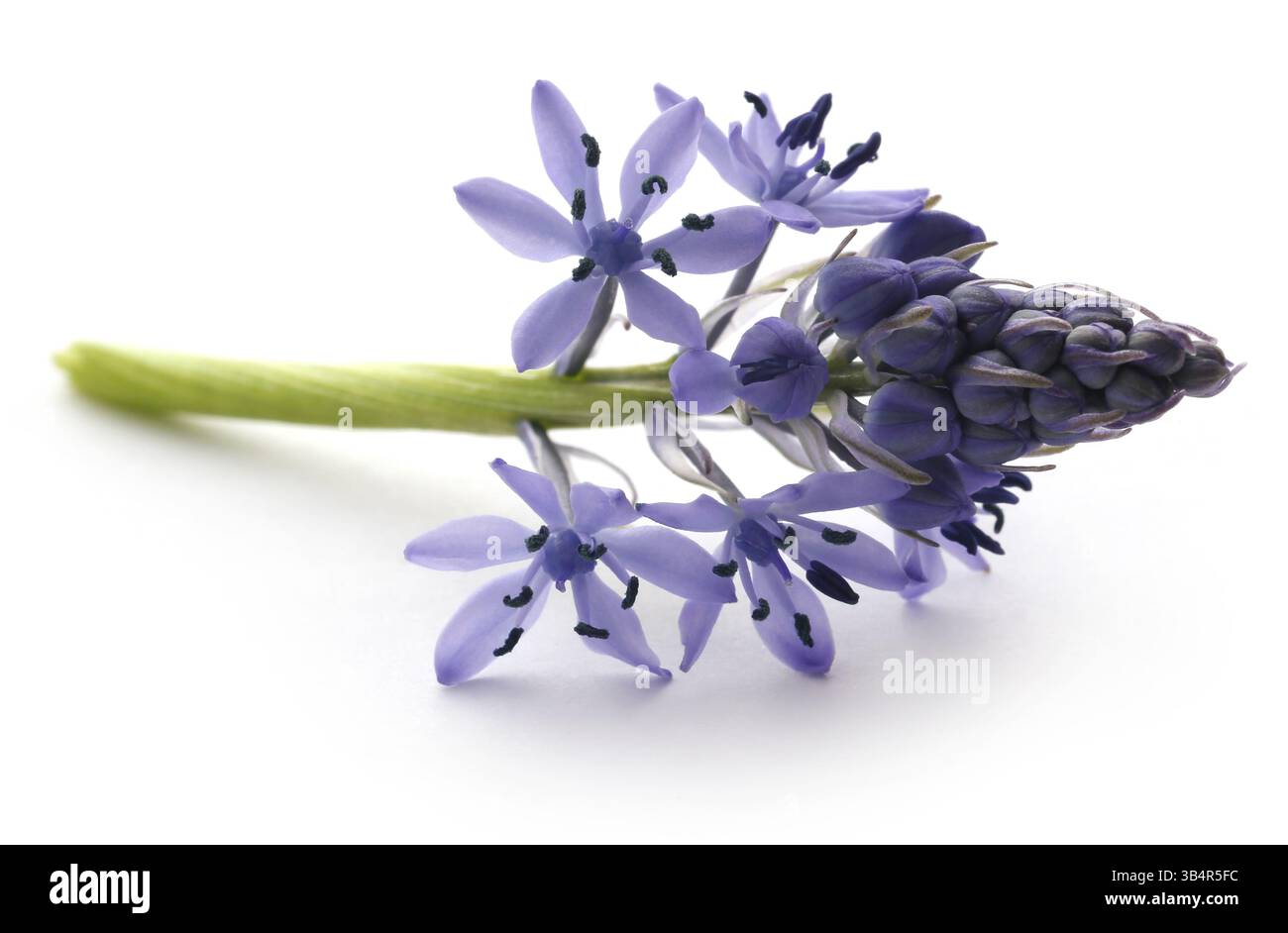 Garden in europe Cut Out Stock Images & Pictures - Alamy