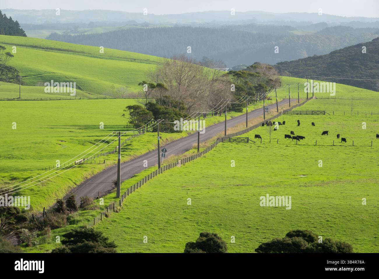 Country road through farmland on the Purerua Peninsula, Bay of Islands ...