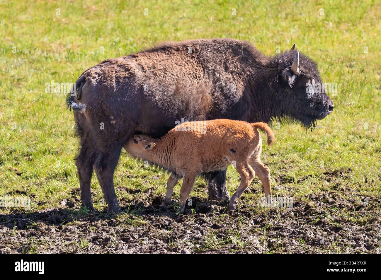 Closeup, young American Bison (Bison bison) feeding with its mother, on ...