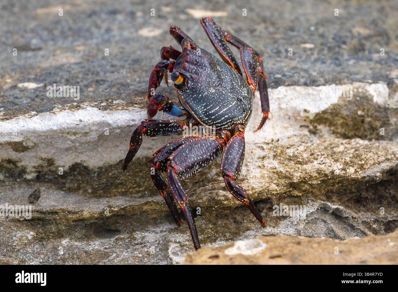 Red Sally Lightfoot Crab (Grapsus grapsus) on rock at the beach in ...