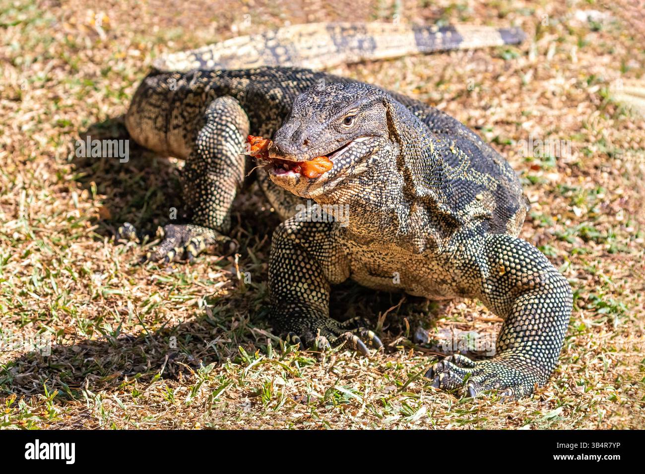 Closeup portrait of asian Water Monitor lizard (Varanus salvator) in ...