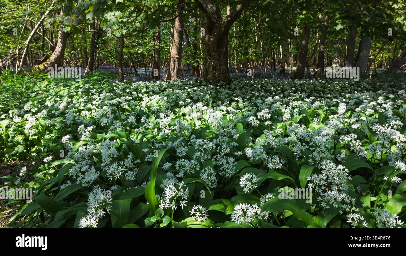 Wild garlic and bluebells in full bloom in ancient woodland near Little ...
