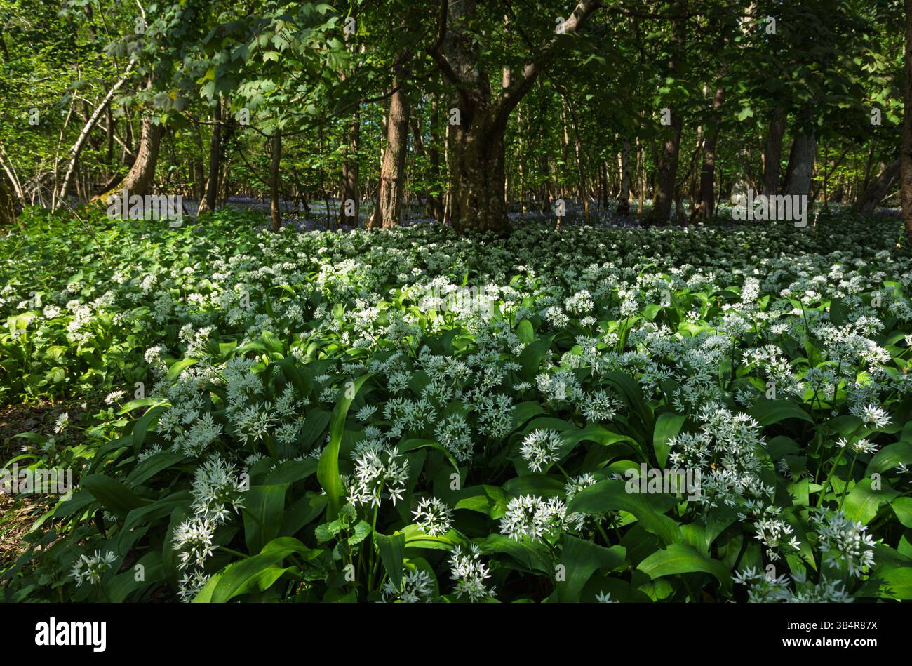 Wild garlic and bluebells in full bloom in ancient woodland near Little ...