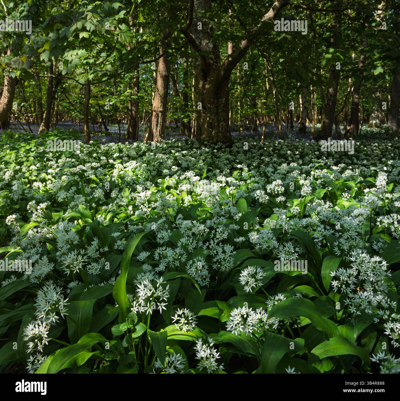 Wild garlic and bluebells in full bloom in ancient woodland near Little ...