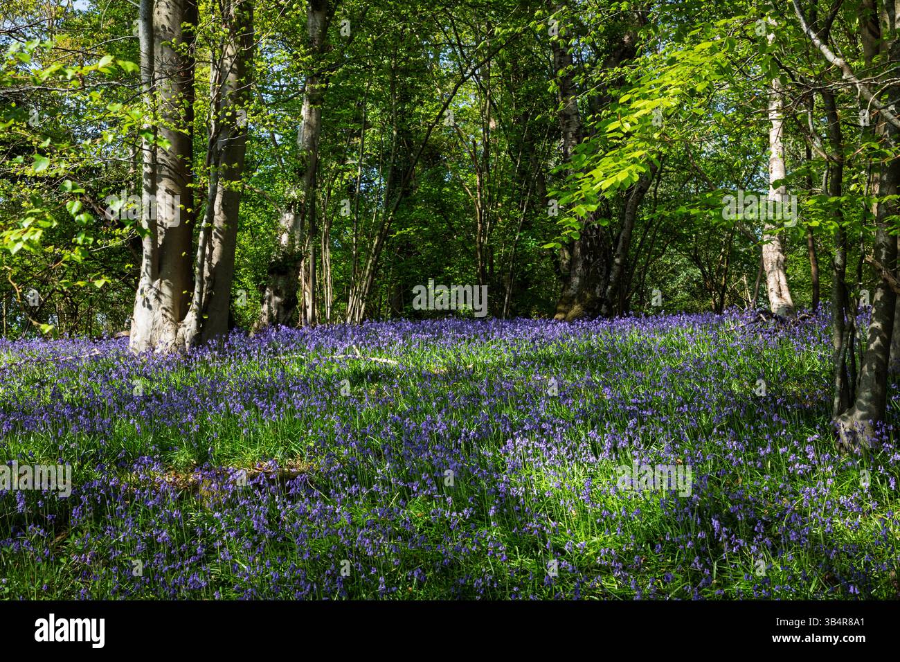 Wild garlic and bluebells in full bloom in ancient woodland near Little ...