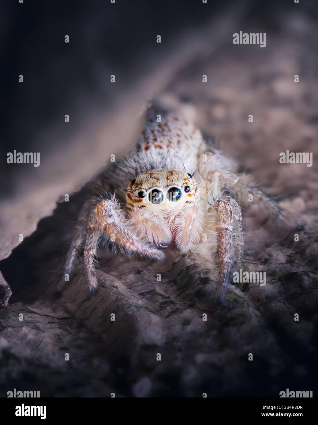 Small spider nestled amidst the natural textures of its environment ...