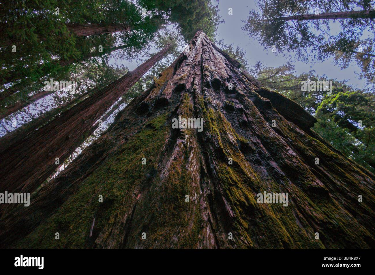 Thick and mossy bark of the California redwood tree (Sequoia ...