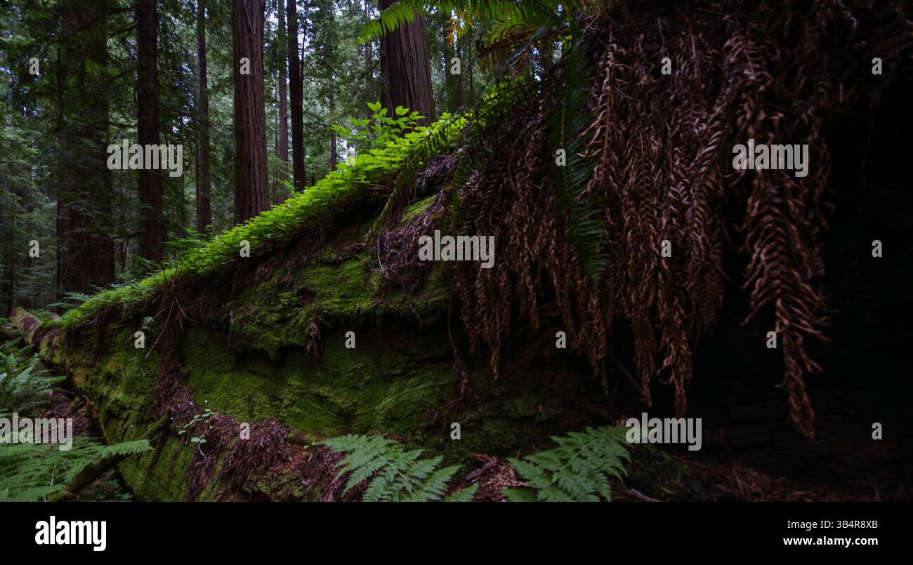 Giant California redwood tree trunk (Sequoia sempervirens) with mosses ...