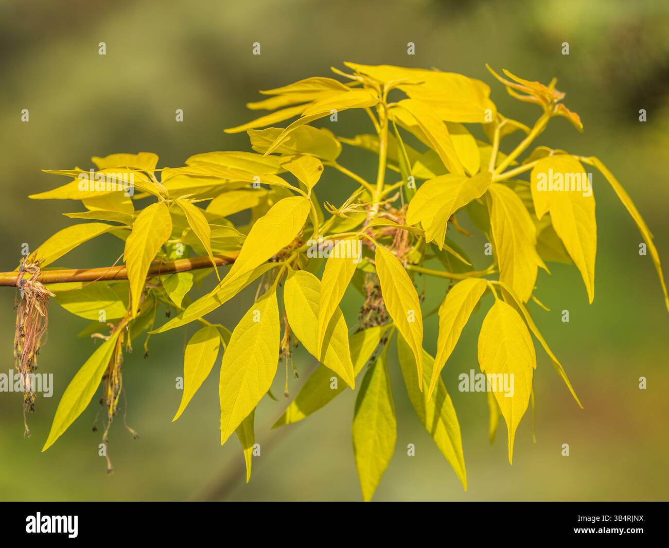 Acer negundo, Box elder, boxelder, ash-leaved and maple ash, Manitoba ...