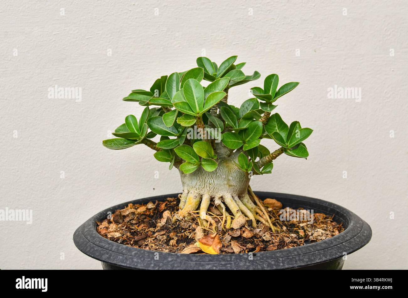 Pot adenium obesum flower plant hi-res stock photography and images - Alamy