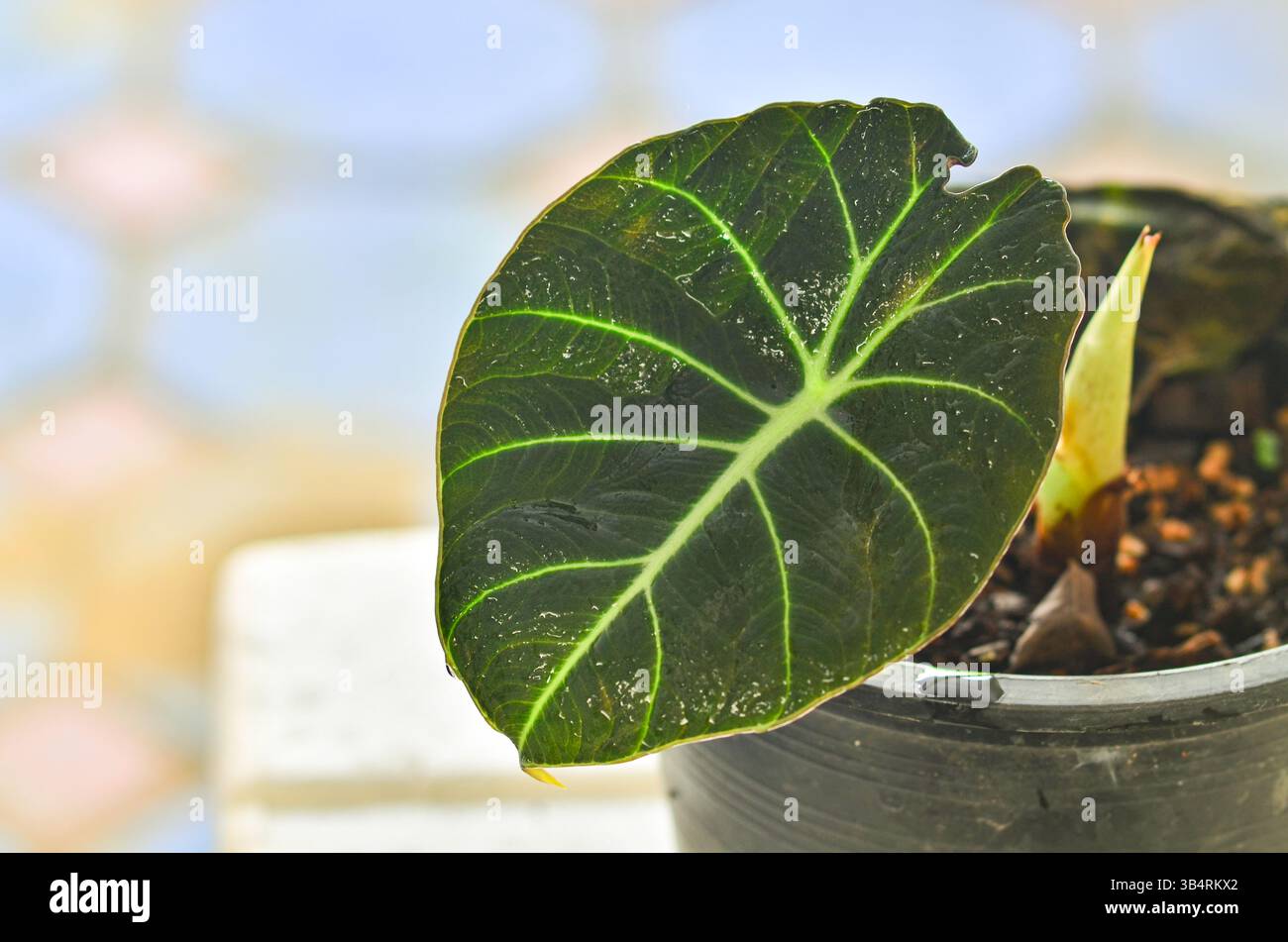 Fresh Alocasia Dragon Scale leaf Stock Photo - Alamy