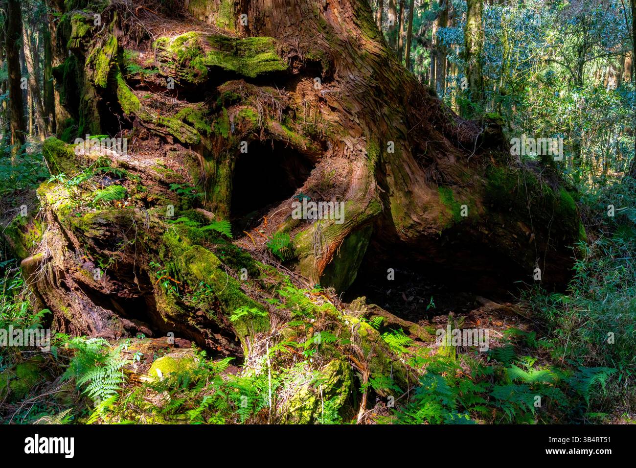 Giant cypress tree hi-res stock photography and images - Alamy