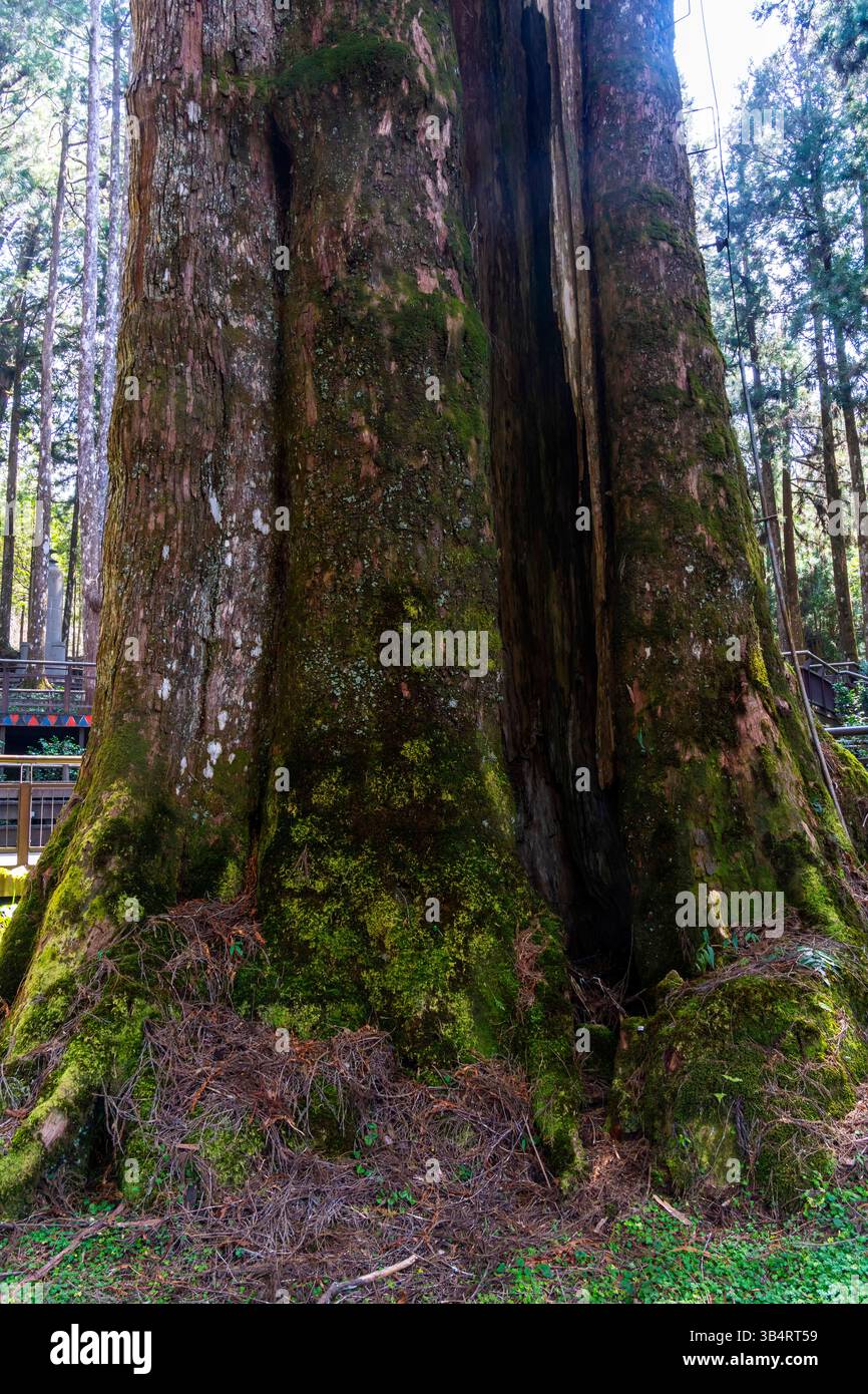 Remains tree after forest hi-res stock photography and images - Alamy