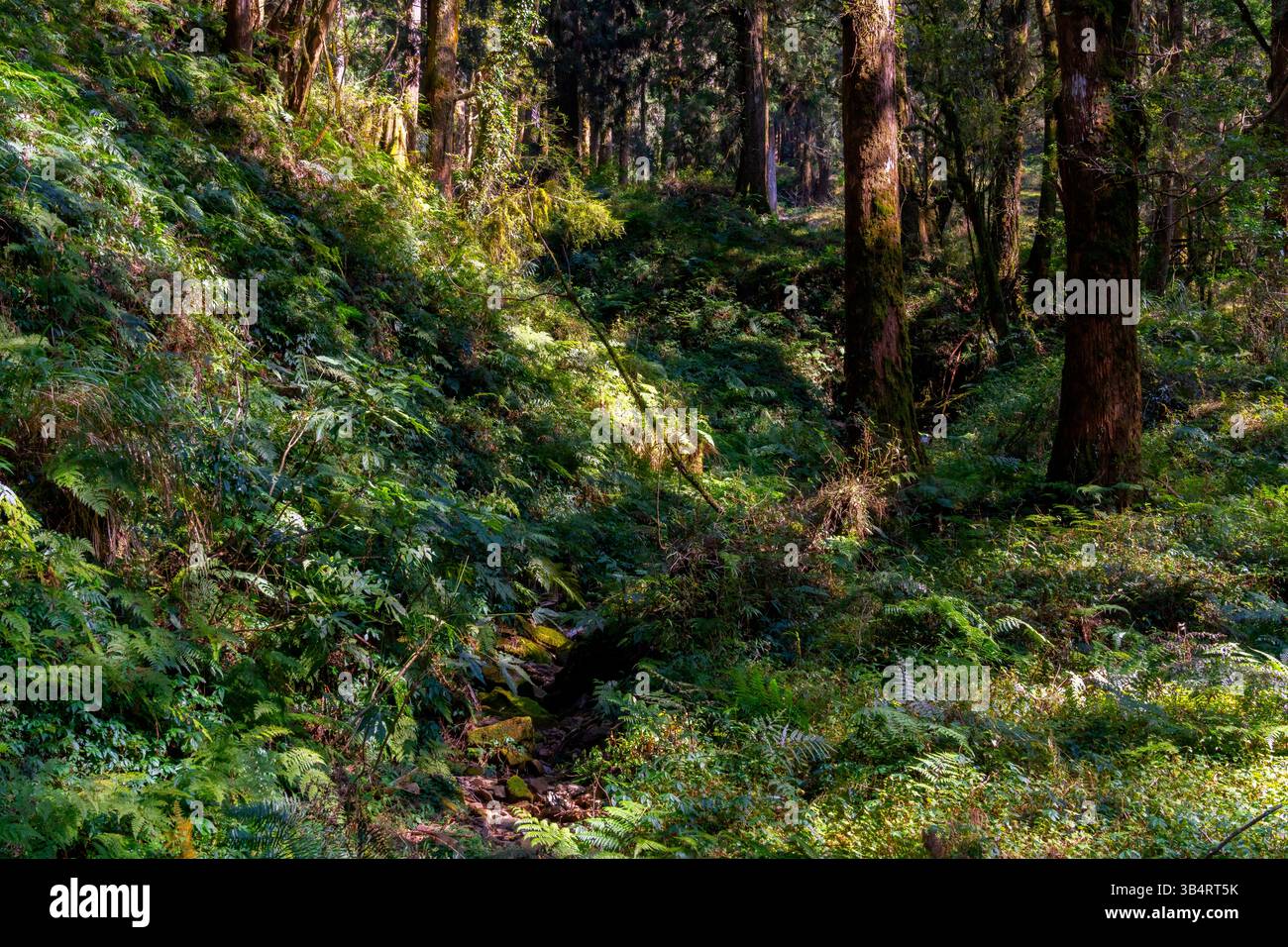 The Giant Tree Cluster Trail leads through the magnificent Alishan ...