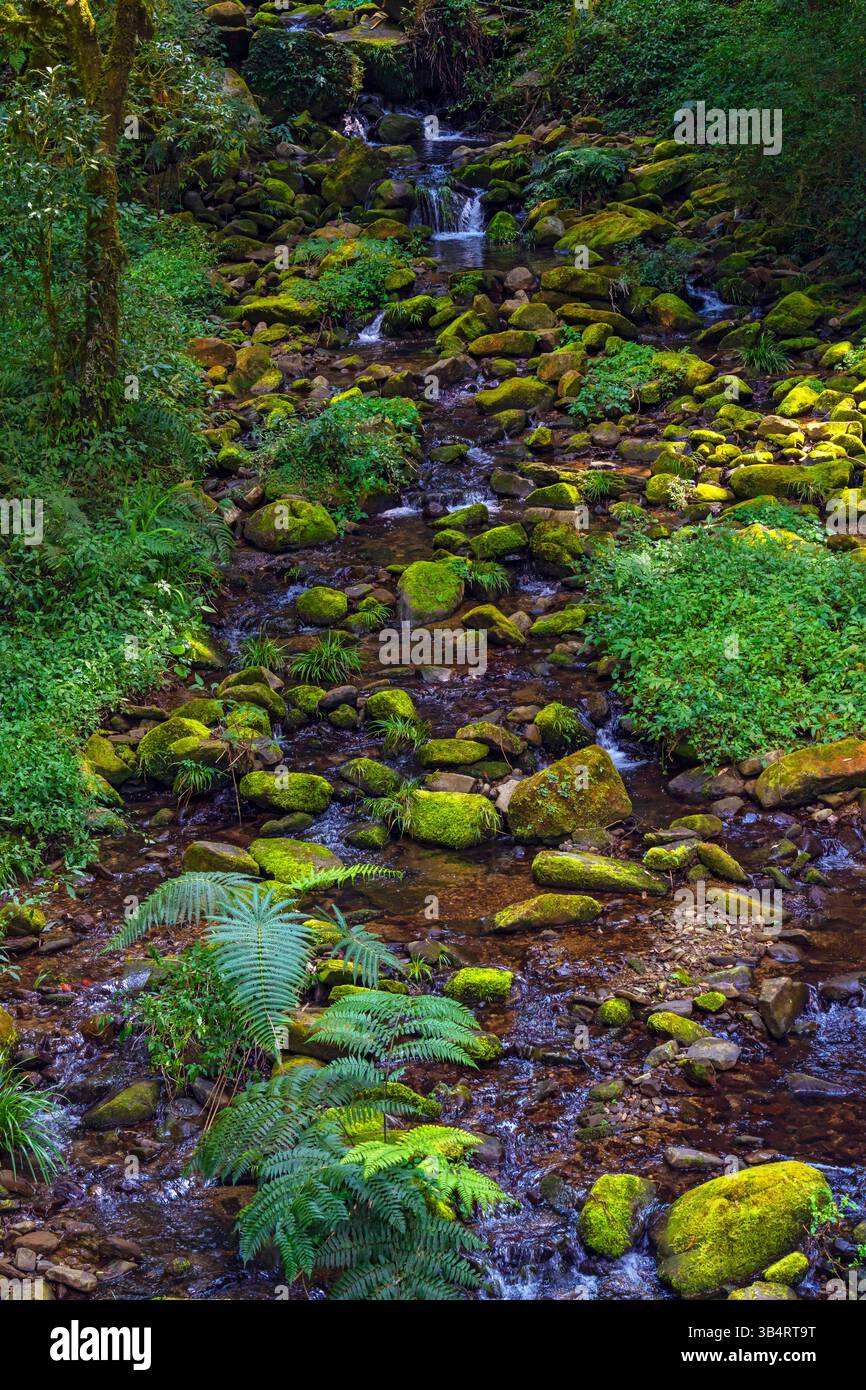 The Giant Tree Cluster Trail leads through the magnificent Alishan ...