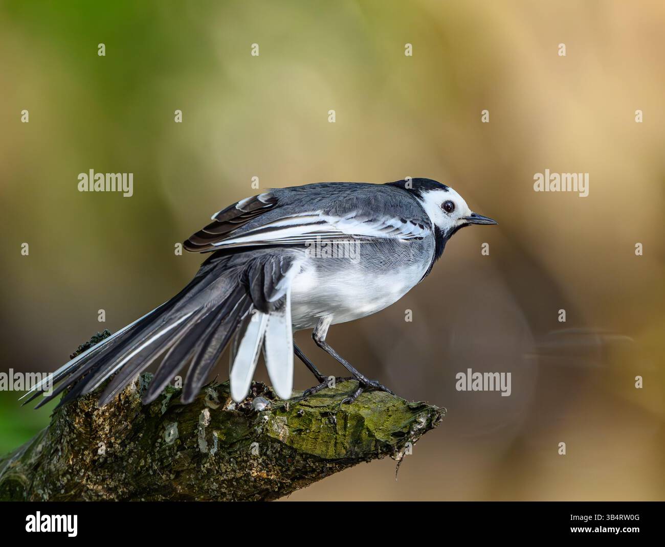 Kersdorf, Germany. 26th Apr, 2025. A white wagtail (Motacilla alba ...