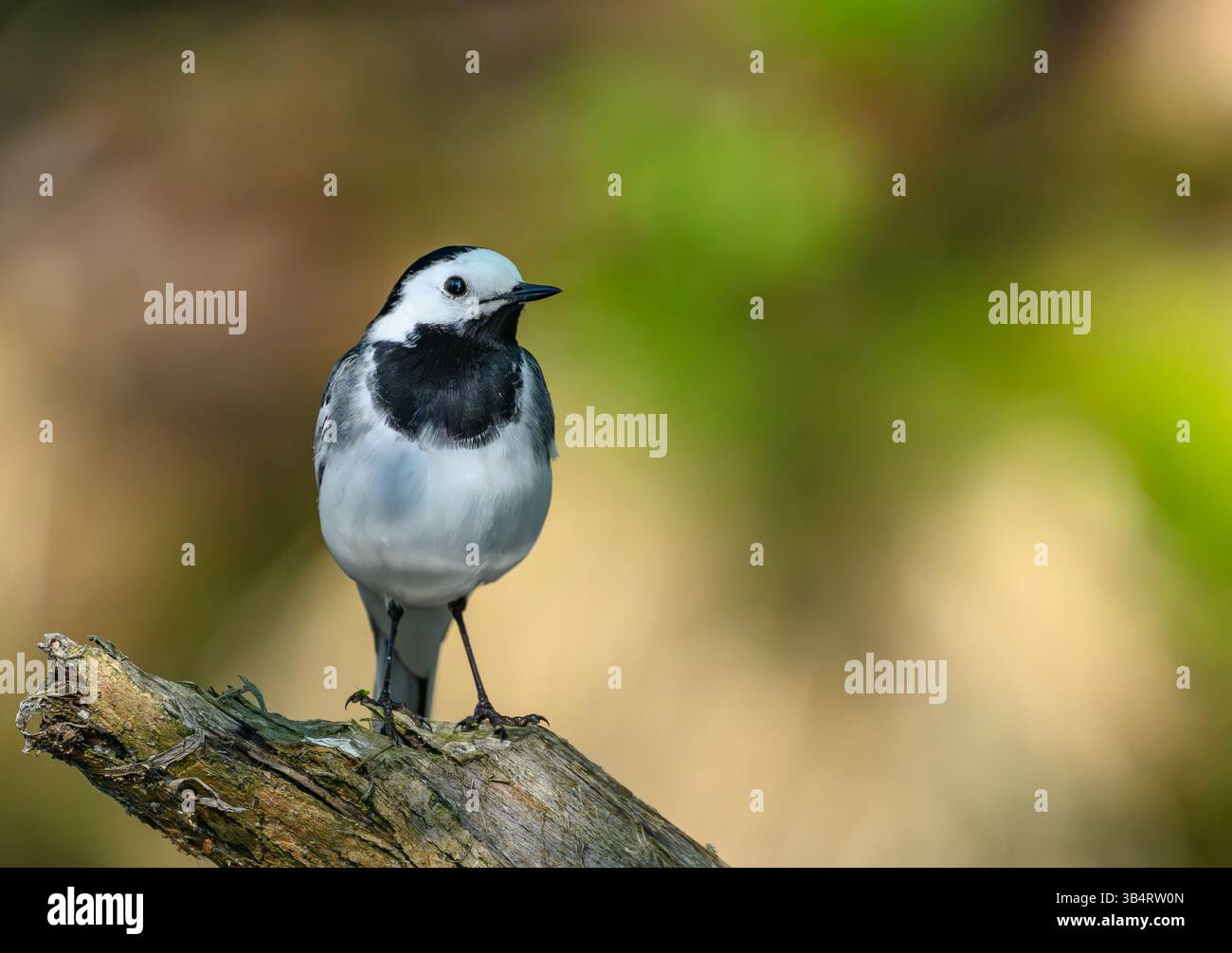 Kersdorf, Germany. 26th Apr, 2025. A white wagtail (Motacilla alba ...