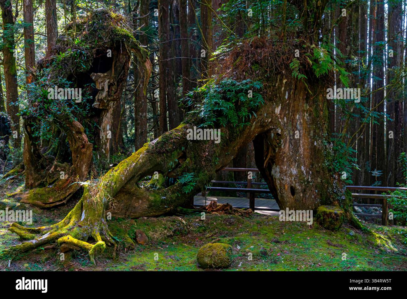 Remains of giant Cypress treee. The Giant Tree Cluster Trail leads ...