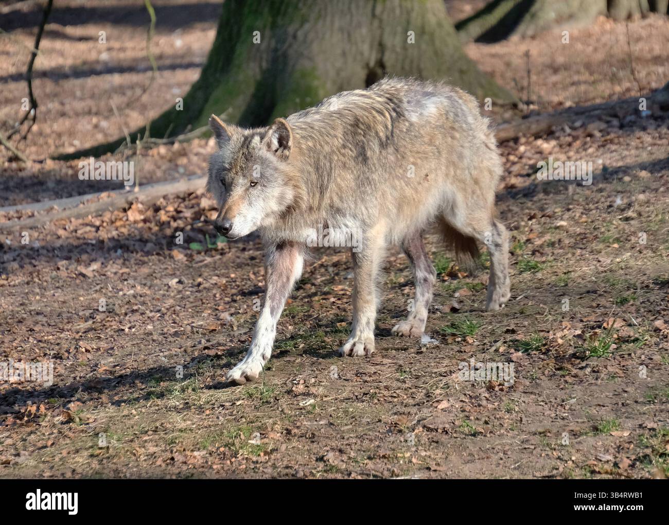 Wolf-Europaeischer Grauwolf in Deutschland in Aktion. Wolf-Grauwolf ...